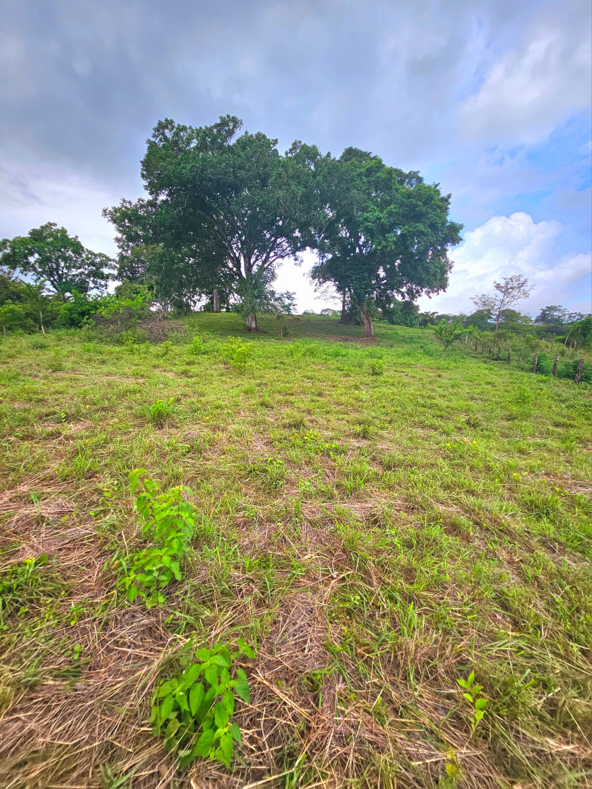 Grevin´s Lot - Llanuras Doradas